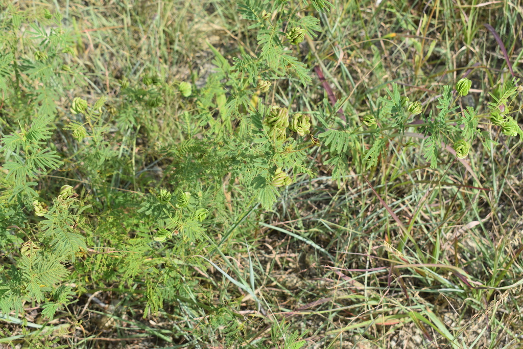 Illinois bundleflower from Riley County, KS, USA on July 31, 2023 at 04 ...