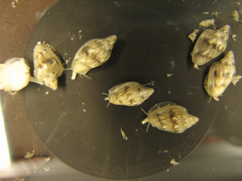 Marginella aequinoctialis · iNaturalist