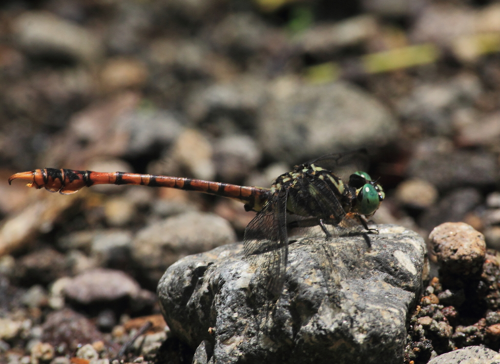 Paragomphus tachyerges (Odonata of Indonesian) · BioDiversity4All