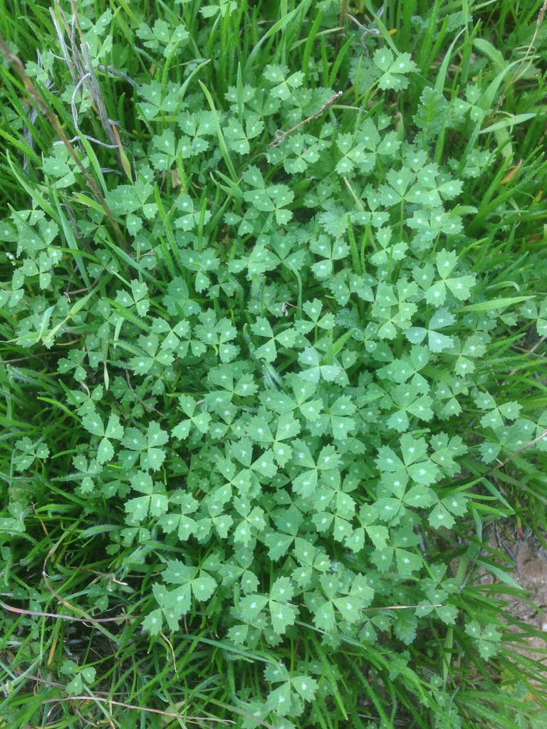 pinpoint clover from Los Angeles County, CA, USA on January 29, 2015 at ...