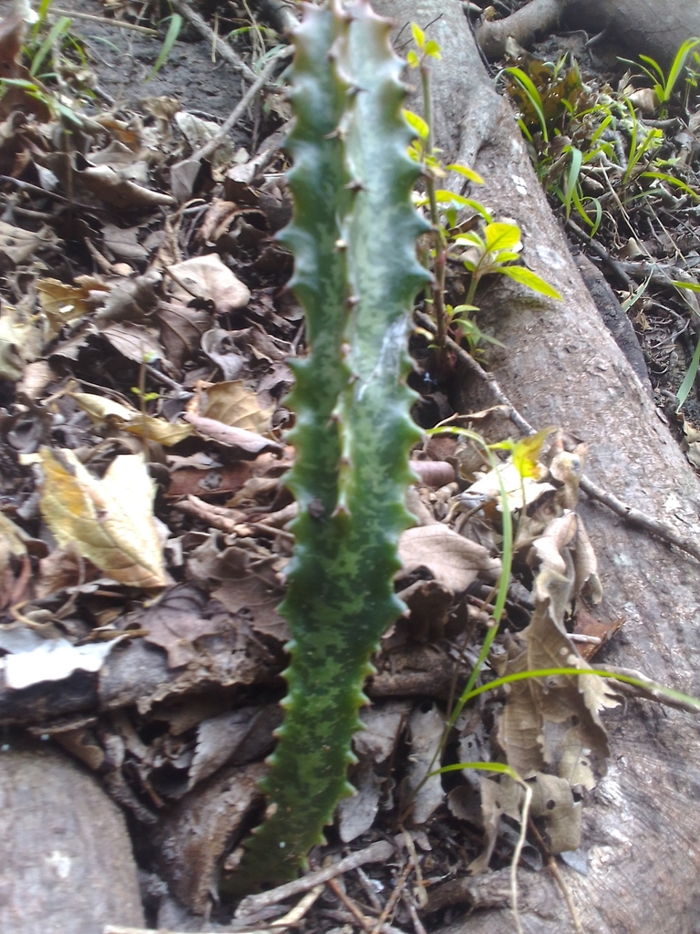 Common Tree Euphorbia from Sekhukhune, ZA-NP, ZA on August 2, 2023 at ...
