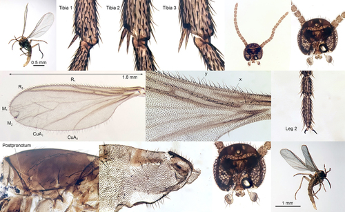 género Hyperlasion · NaturaLista Colombia