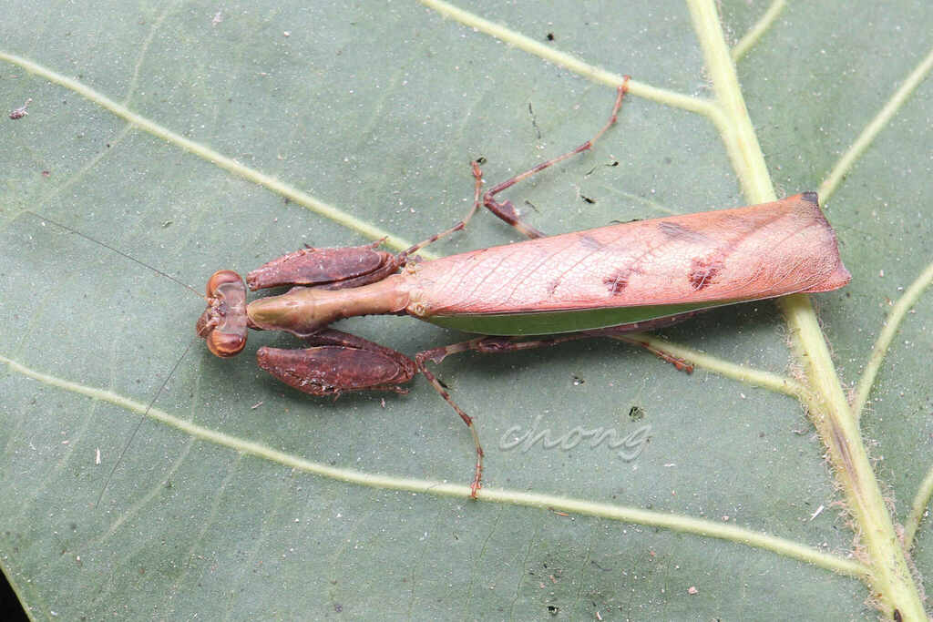 Acromantis from 马来西亚沙巴拉瑙邮政编码: 89300 on July 14, 2023 at 09:36 PM by 虫虫 ...