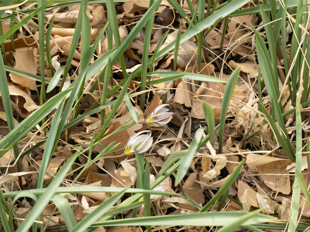 Amana edulis from 北京市海淀区颐和园路5号 邮政编码: 100871 on March 25, 2023 at 03:21 ...