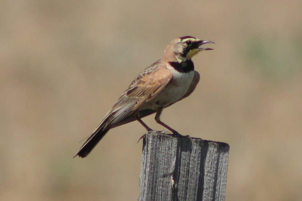 Dusky Horned Lark from Wallowa County, OR, USA on June 29, 2023 at 02: ...