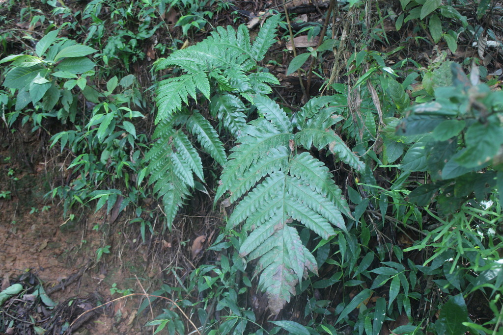 Tectaria multicaudata in August 2023 by 羅元甫 · iNaturalist