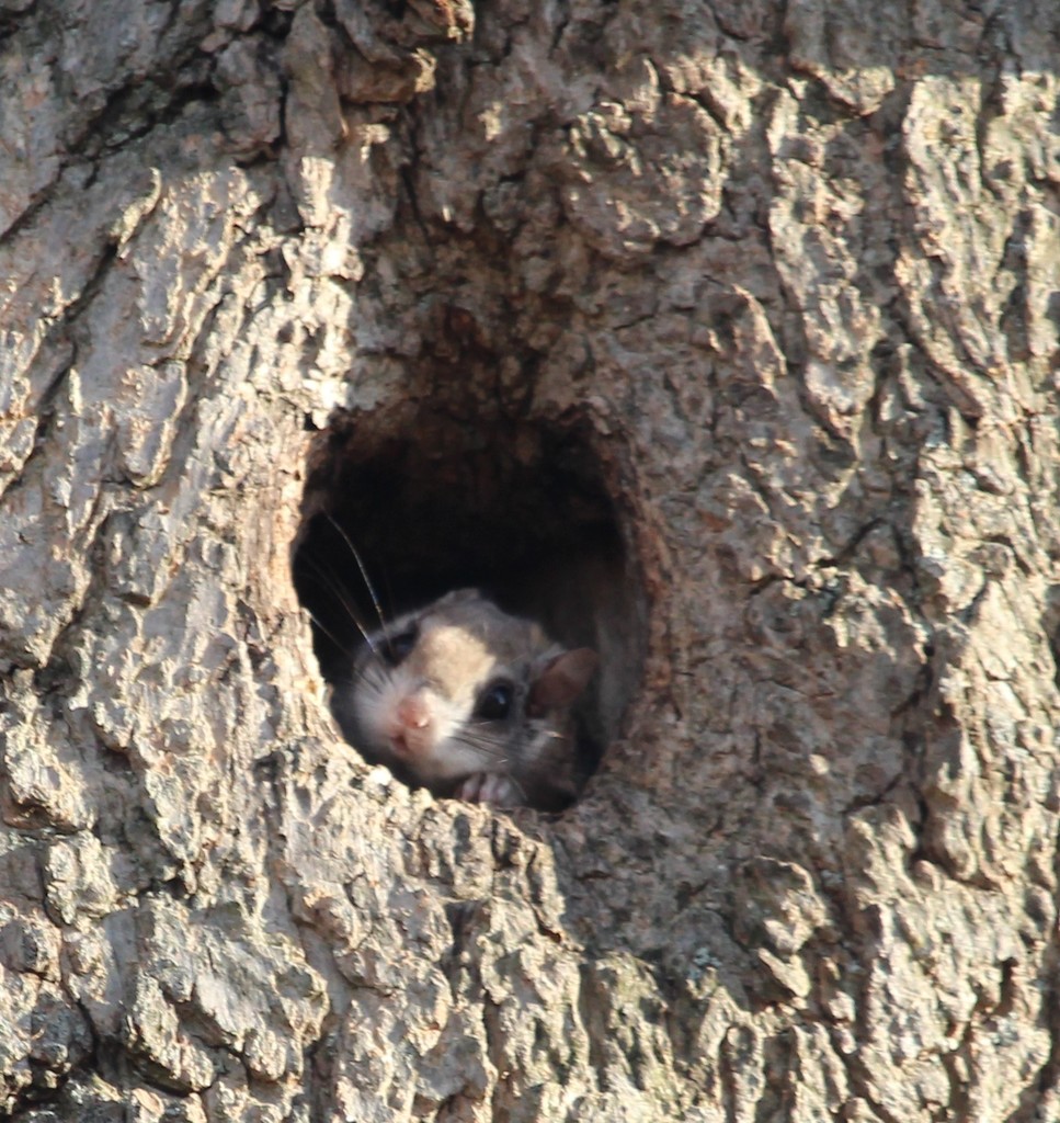 Flying Squirrels (Pteromyini) - Know Your Mammals