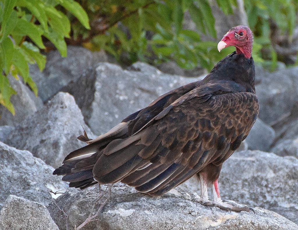 Turkey Vulture from Boerne, TX 78006, USA on August 1, 2023 at 07:32 AM ...
