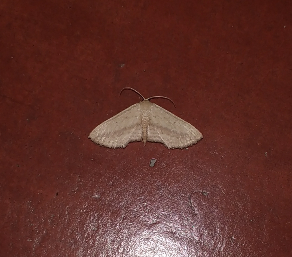 Scopula emissaria from Bongal Gaon Bor-Namghar on August 2, 2023 at 06: ...