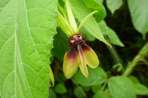 Abroma fastuosum · iNaturalist