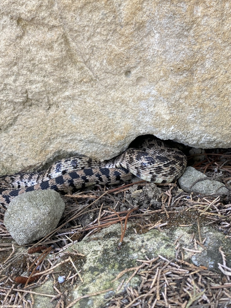 Great Basin Gopher Snake from E Warm Springs Ave, Boise, ID, US on July ...