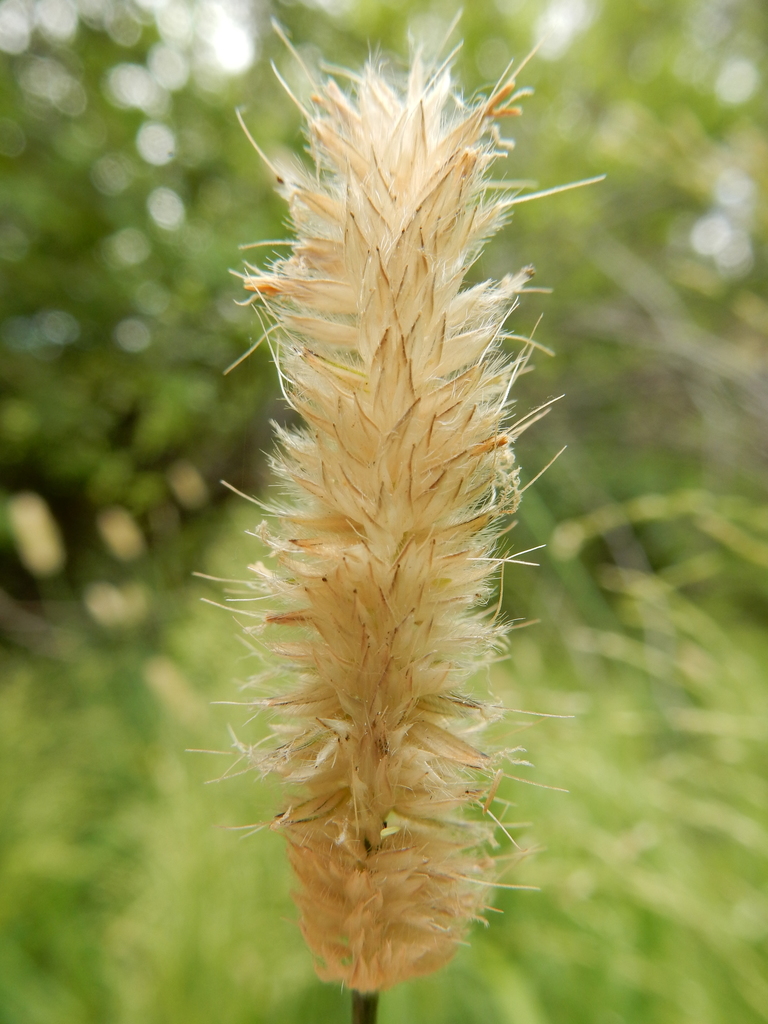 Alpine Foxtail (Alopecurus magellanicus) - Botanical Realm