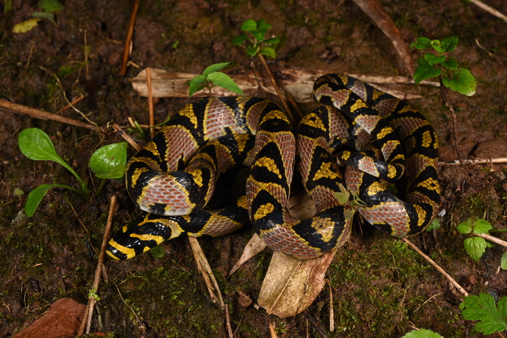 Mandarin Ratsnake from 四川省乐山市马边彝族自治县福来村 邮政编码: 614601 on August 1, 2023 ...