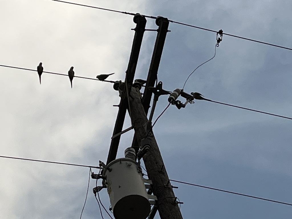 Monk Parakeet from Lakeshore at Town Lake Metropolitan Park, Austin, TX ...