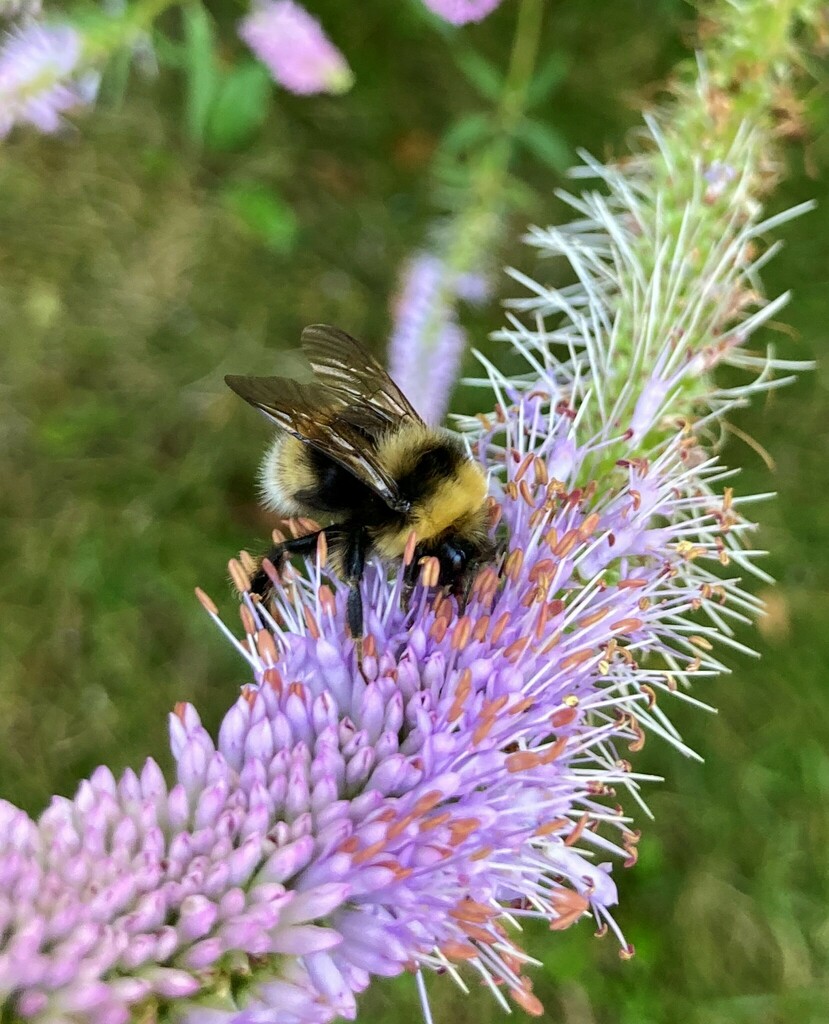 Western Bumble Bee from Douglasdale, Calgary, AB T2Z, Canada on August ...
