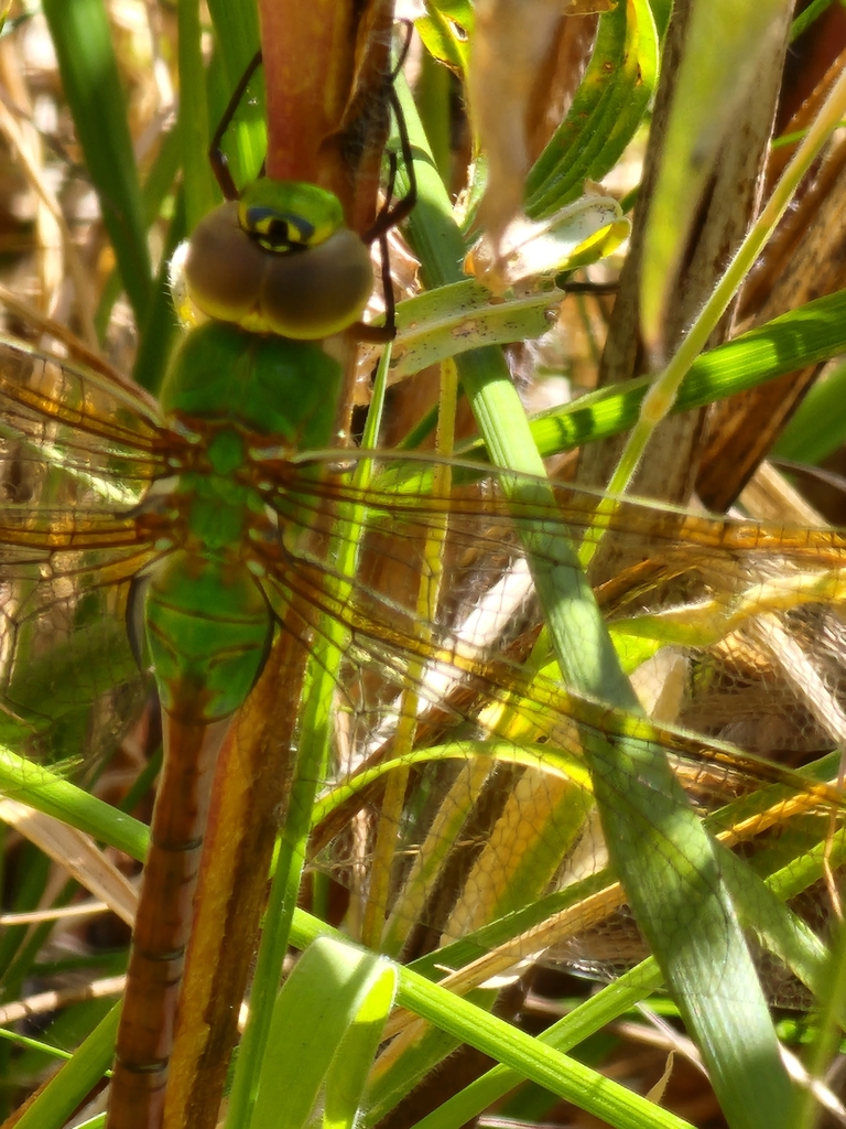 Common Green Darner from Stevenson, WA 98648, USA on July 30, 2023 at ...