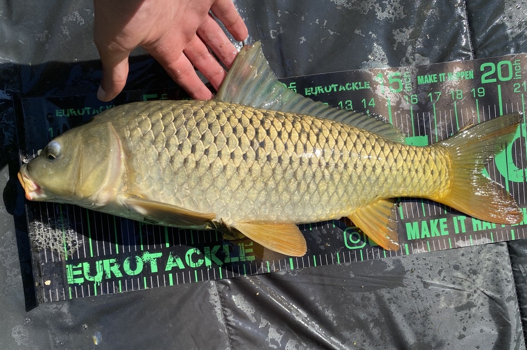 European Carp (Cyprinus carpio) - Marine Life Identification