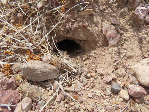 iNaturalist Tracking Database – NatureTracking