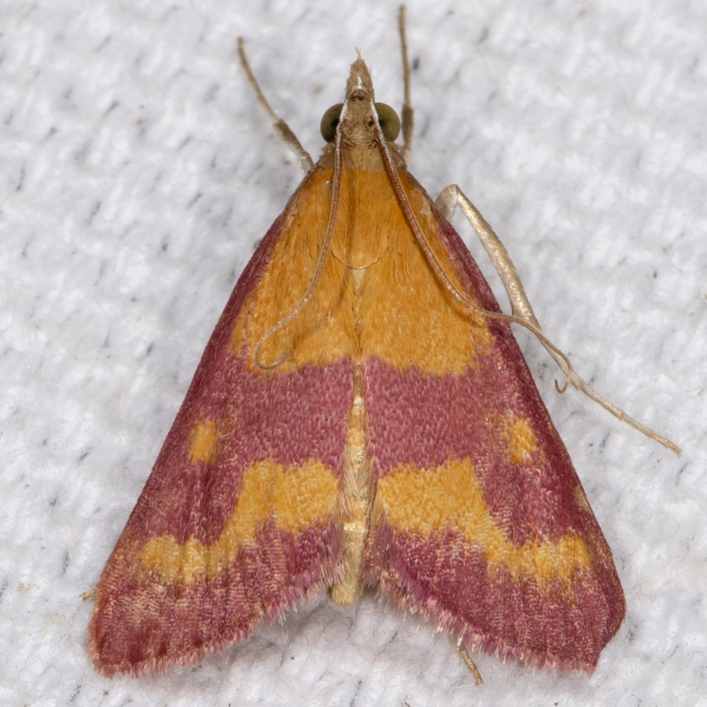 Southern Purple Mint Moth from Allen Acres, Vernon Parish, LA, USA on ...