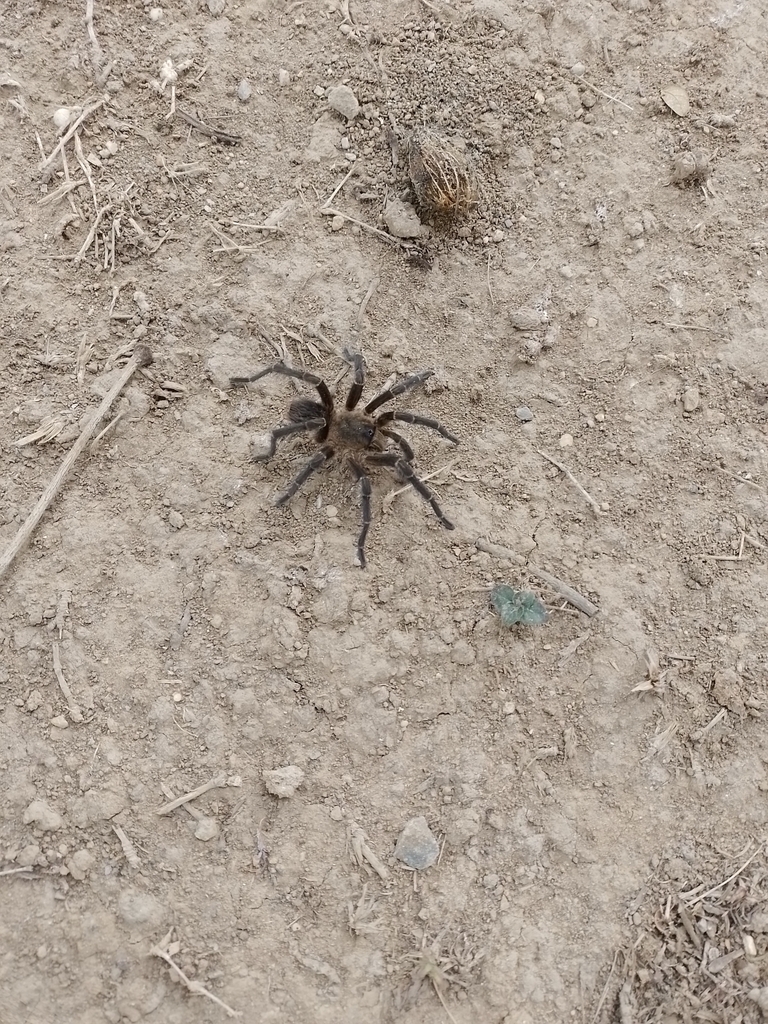 Trinidad Copper Top Tarantula from UWI on August 2, 2023 at 01:19 PM by ...
