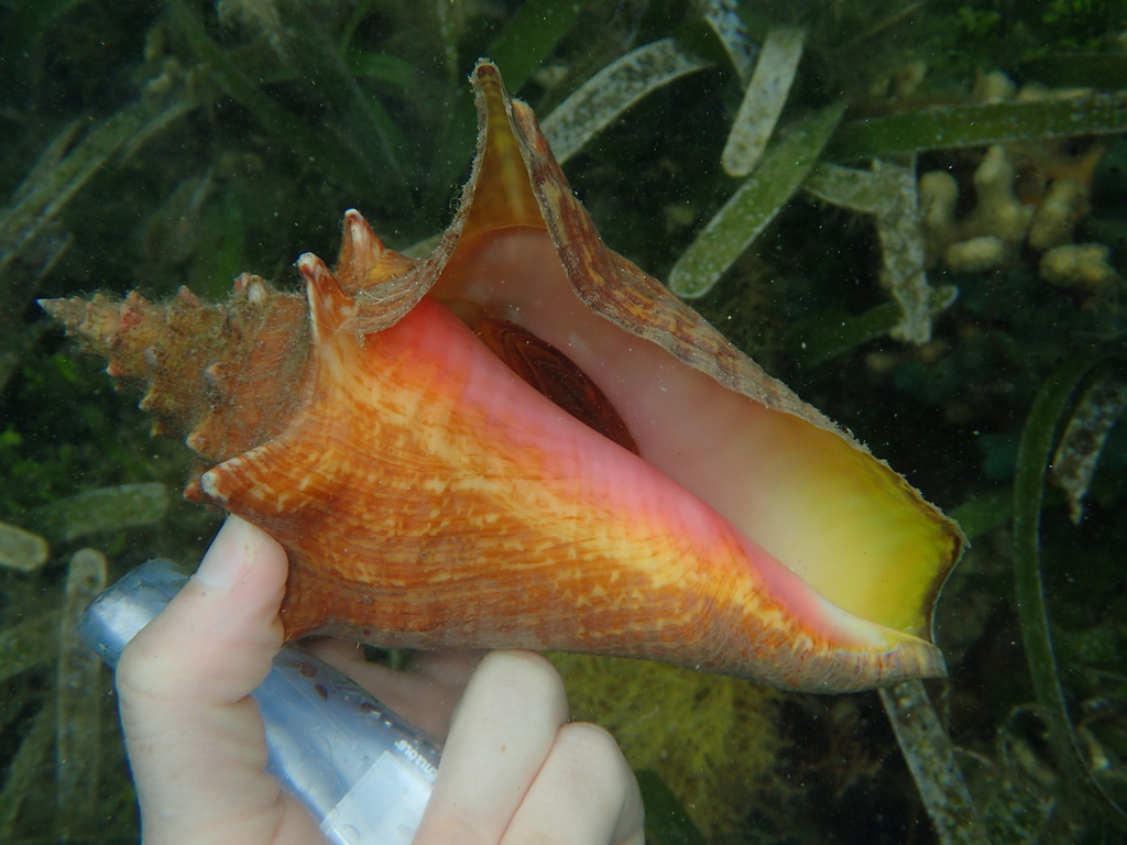 Queen Conch from Bastimentos Island, Panama on 14 July, 2023 at 09:57 ...