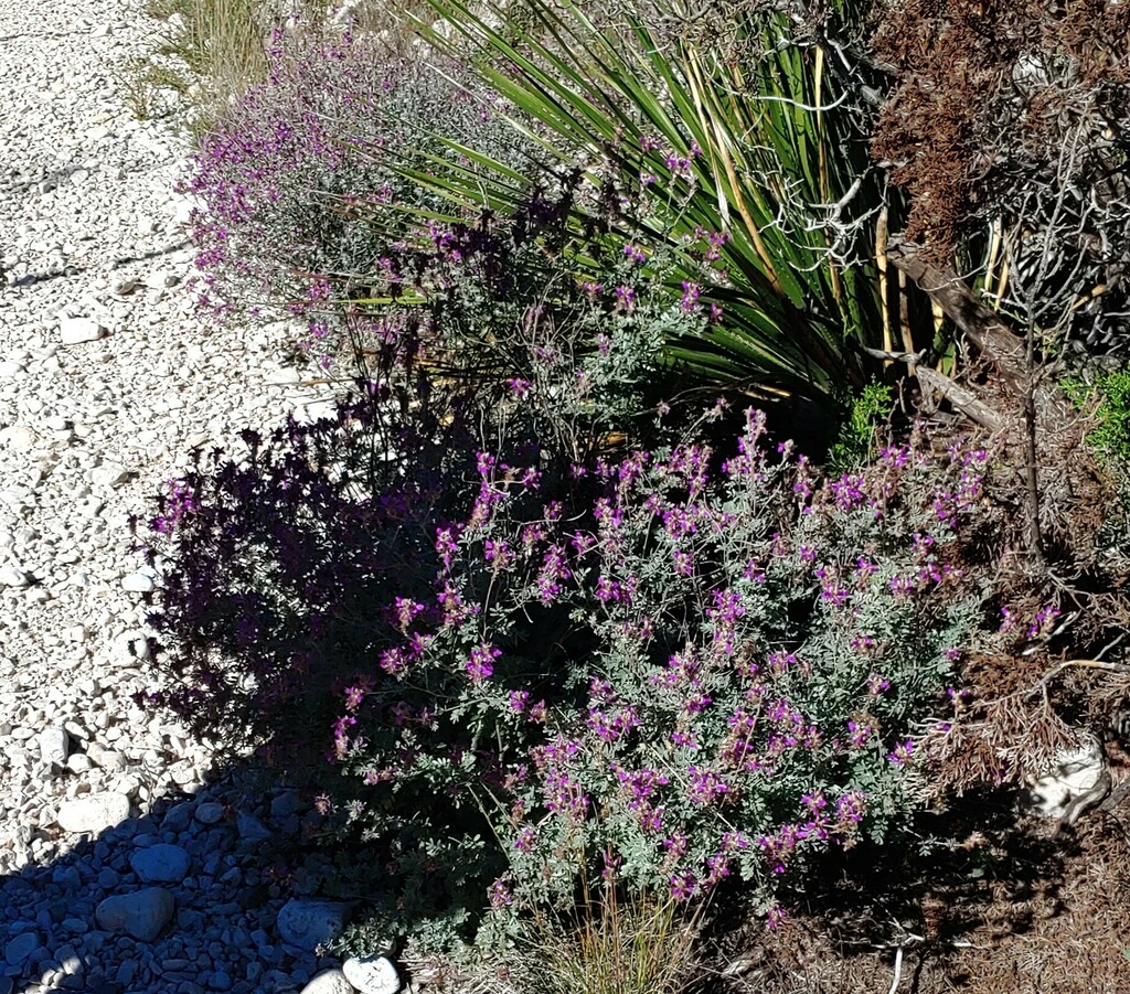 trailing indigo bush from McKittrick Canyon, Texas 79847 on October 20 ...