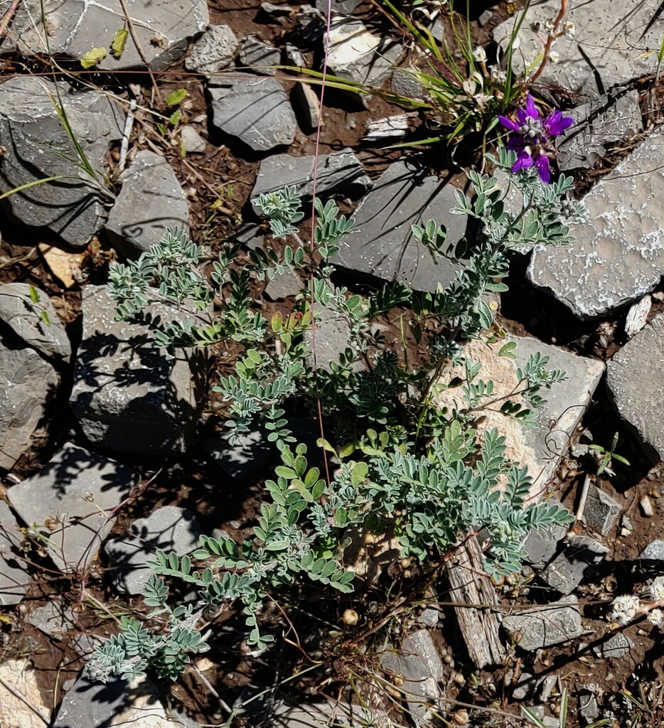 Silver Prairie Clover from Culberson County, TX, USA on October 20 ...