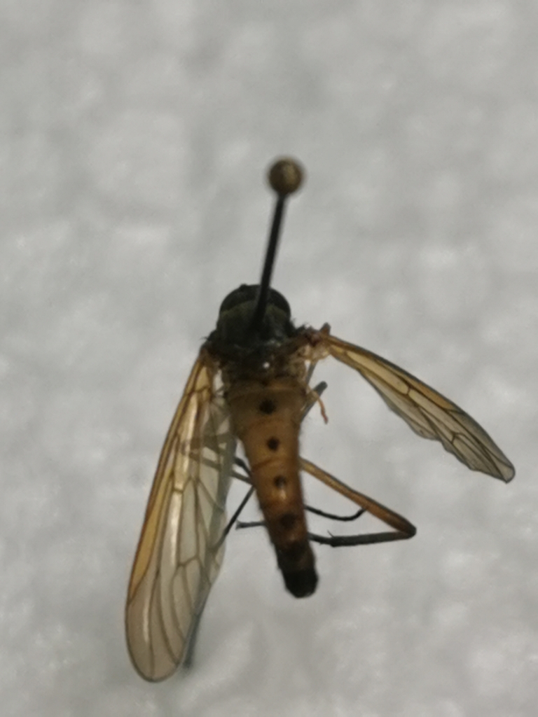 Marsh Snipe Fly from Puvočiai, 65344 Puvočiai, Lietuva on August 2 ...