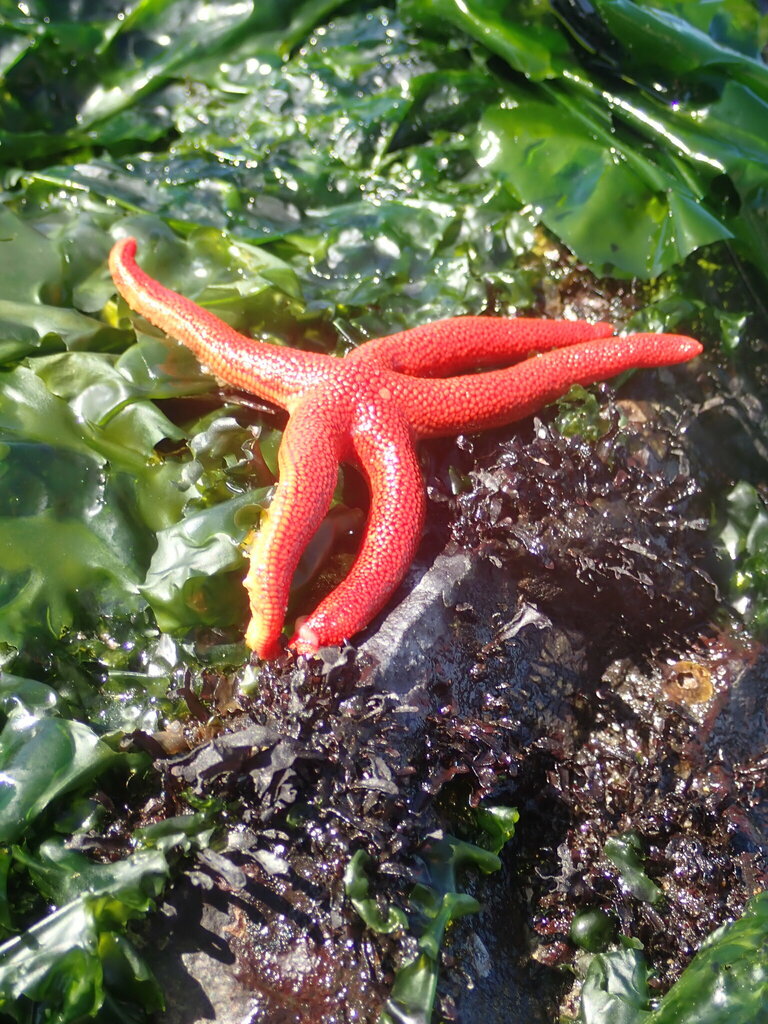 Blood Stars from Seattle, WA, USA on August 1, 2023 at 10:27 AM by ...
