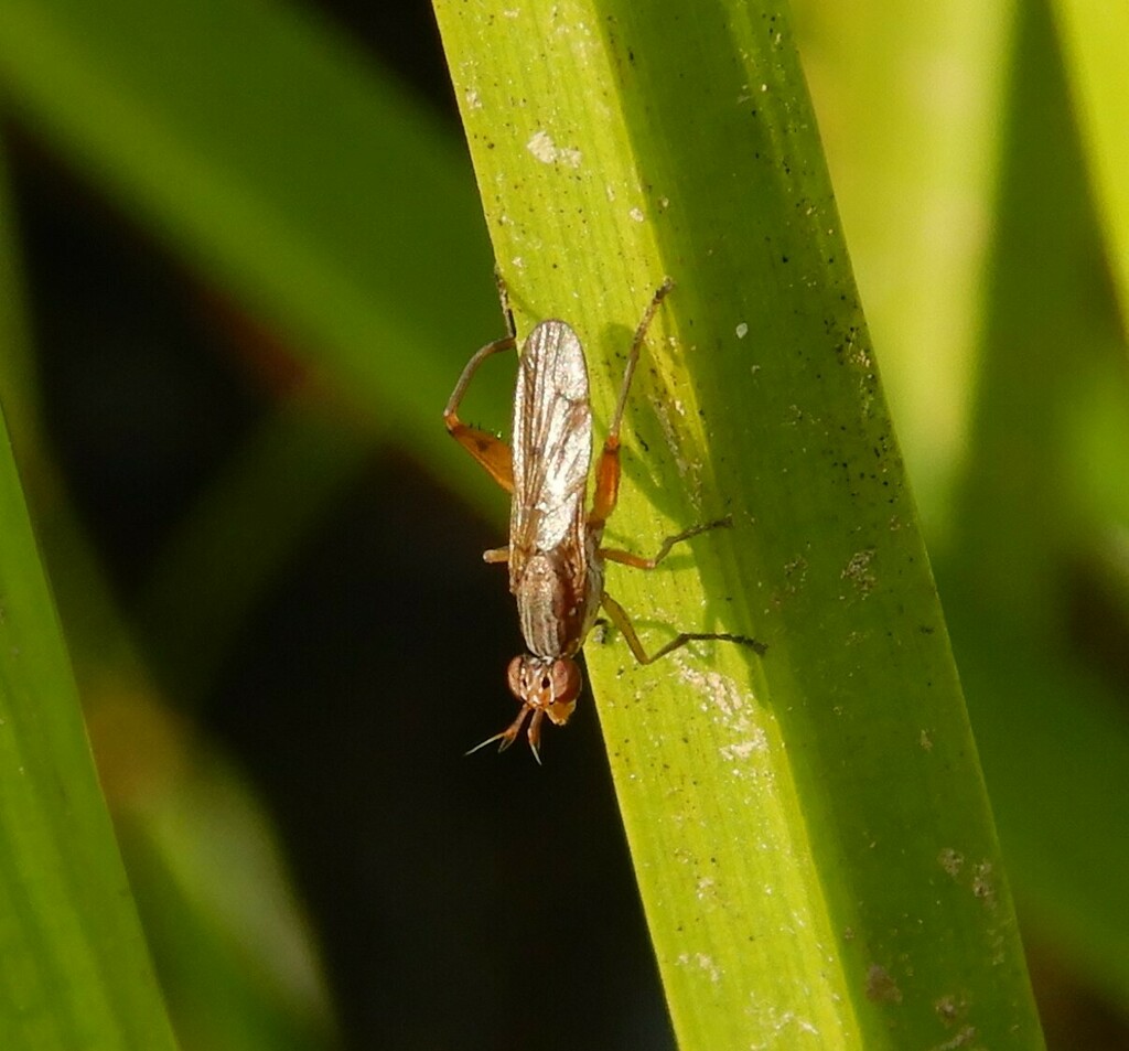 Snail-killing Flies from Monongalia County, WV, USA on July 18, 2023 at ...