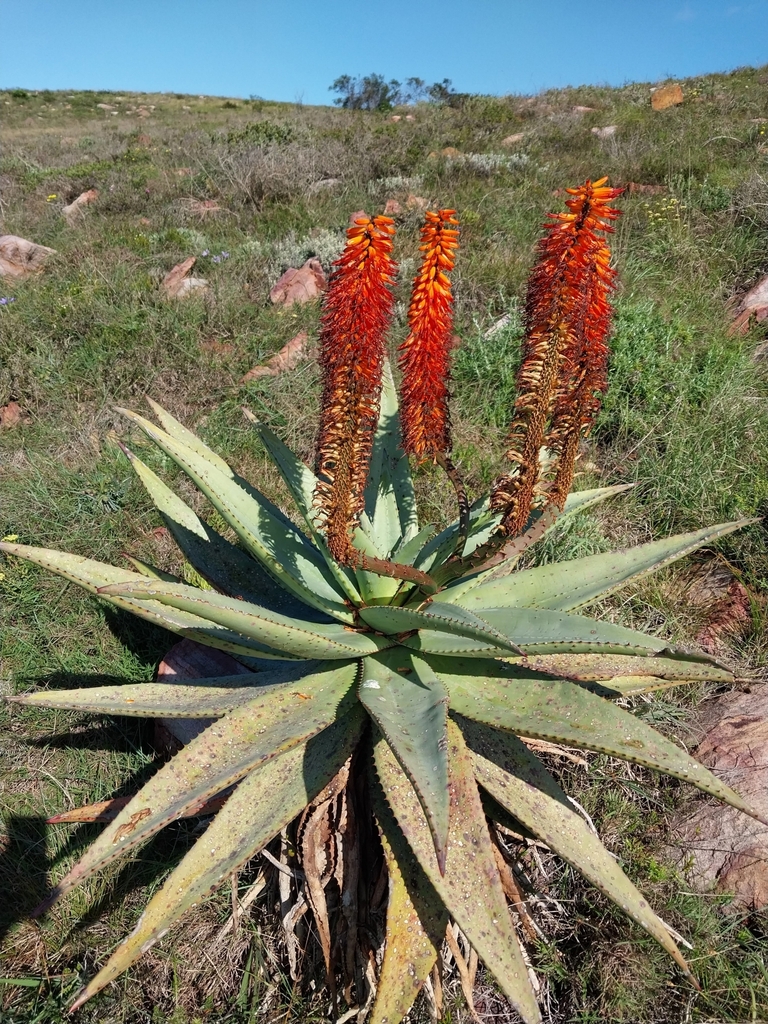 Aloes from Bethelsdorp, 6003, South Africa on August 1, 2023 at 12:07 ...