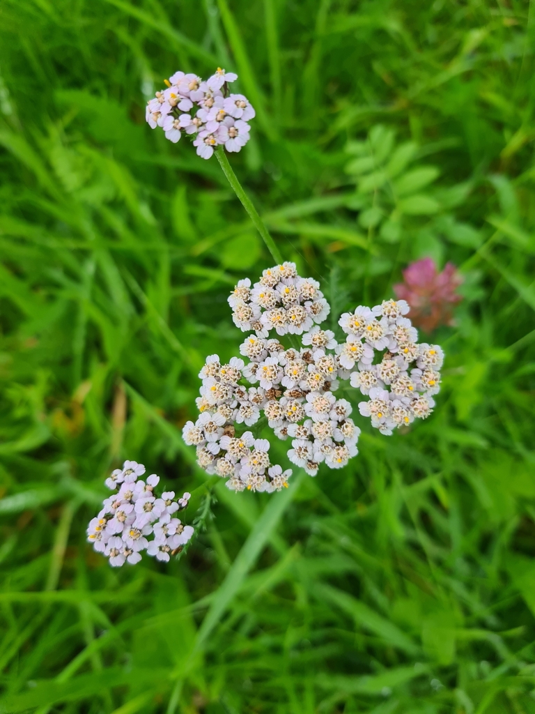 common yarrow from Bolton BL2, UK on August 2, 2023 at 05:32 PM by ...