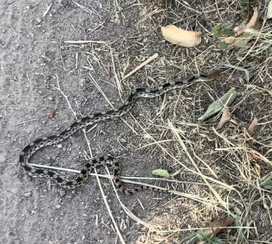Mexican Bull Snake from Corregidora, Qro., MX on August 2, 2023 at 12: ...
