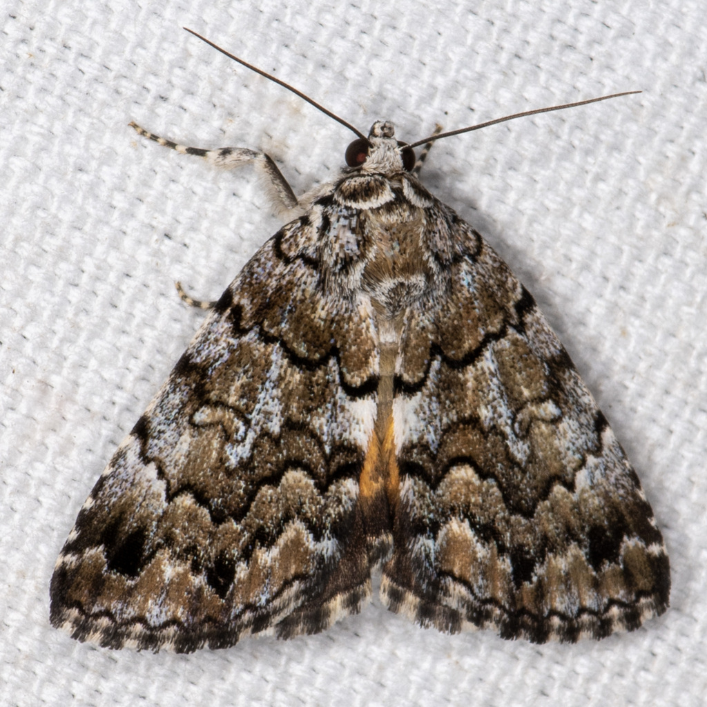 False Underwing from Allen Acres, Vernon Parish, LA, USA on July 26 ...