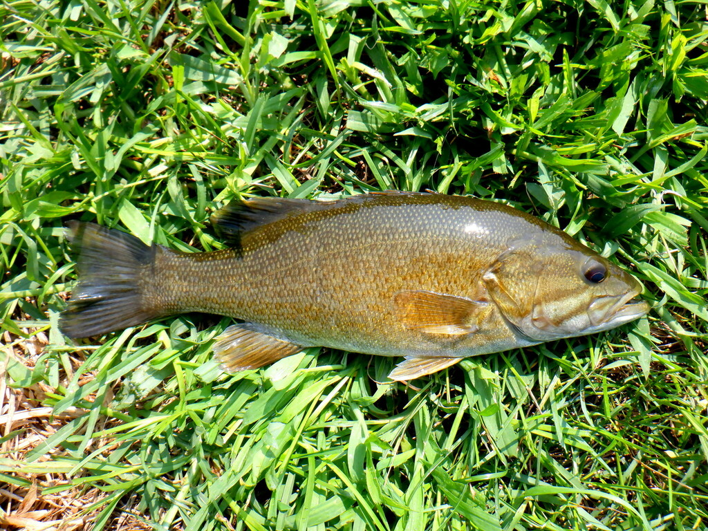 Smallmouth Bass from Goshen, IN, USA on August 2, 2023 at 11:51 AM by ...