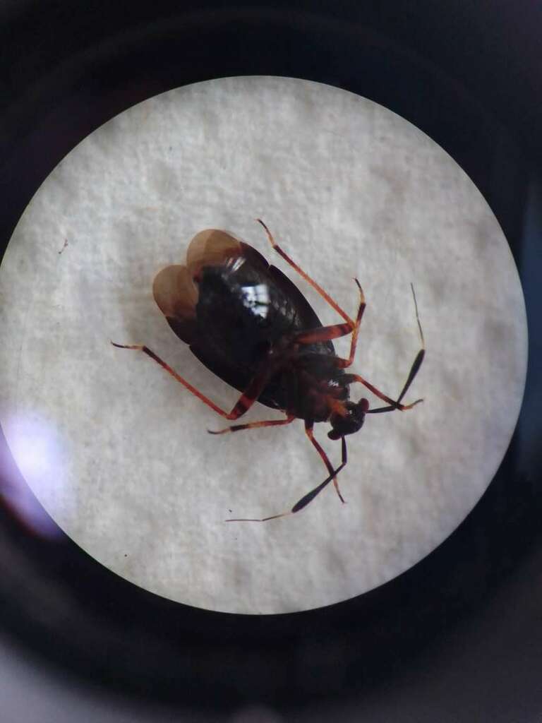 black plant bug from Bresewitz, 18356 Pruchten, Germany on June 20 ...