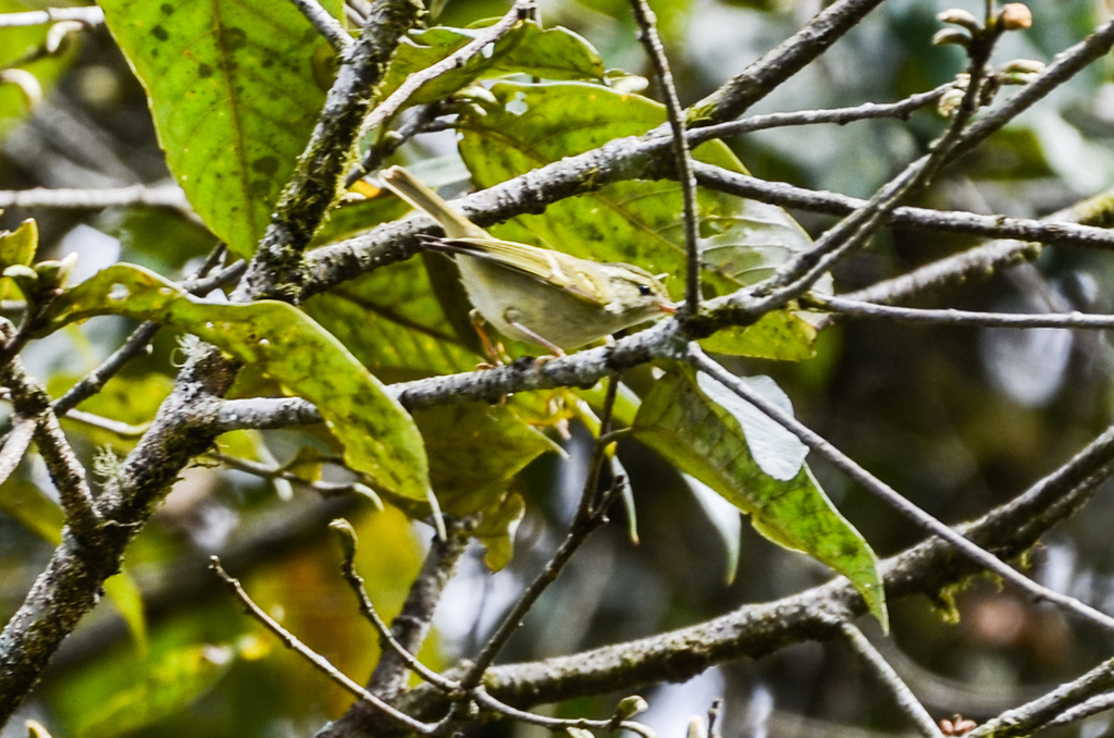 Buff-barred Warbler from Jigmicholing area, Bhutan on April 7, 2015 by ...