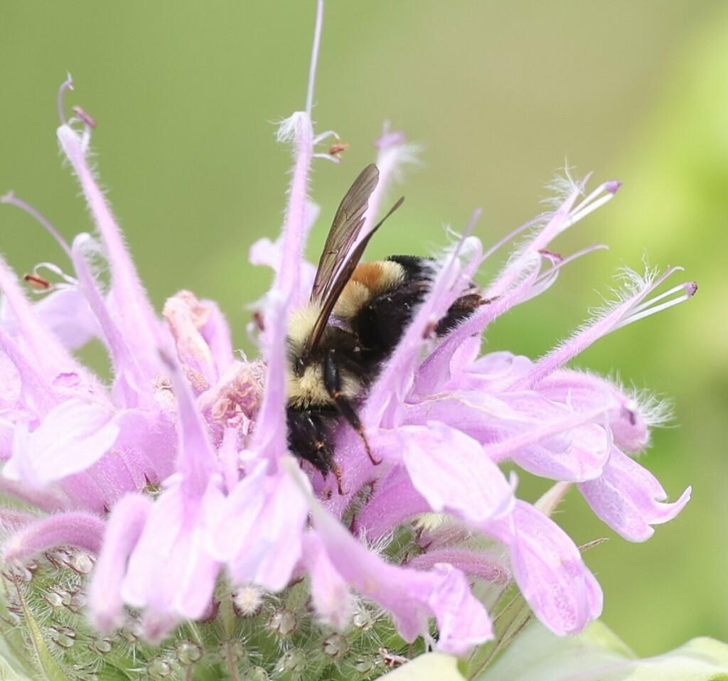 Rusty-patched Bumble Bee in August 2023 by Joel Neylon · iNaturalist