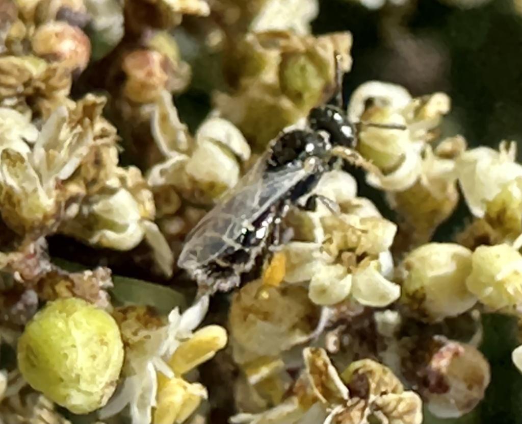 Rhus Fairy Bee from Mission Trails Regional Park, San Diego, CA, US on ...