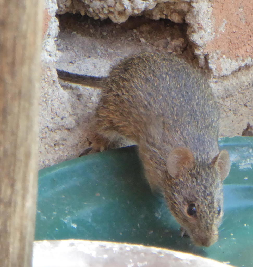 Nile Grass Rat (Arvicanthis niloticus) - Know Your Mammals