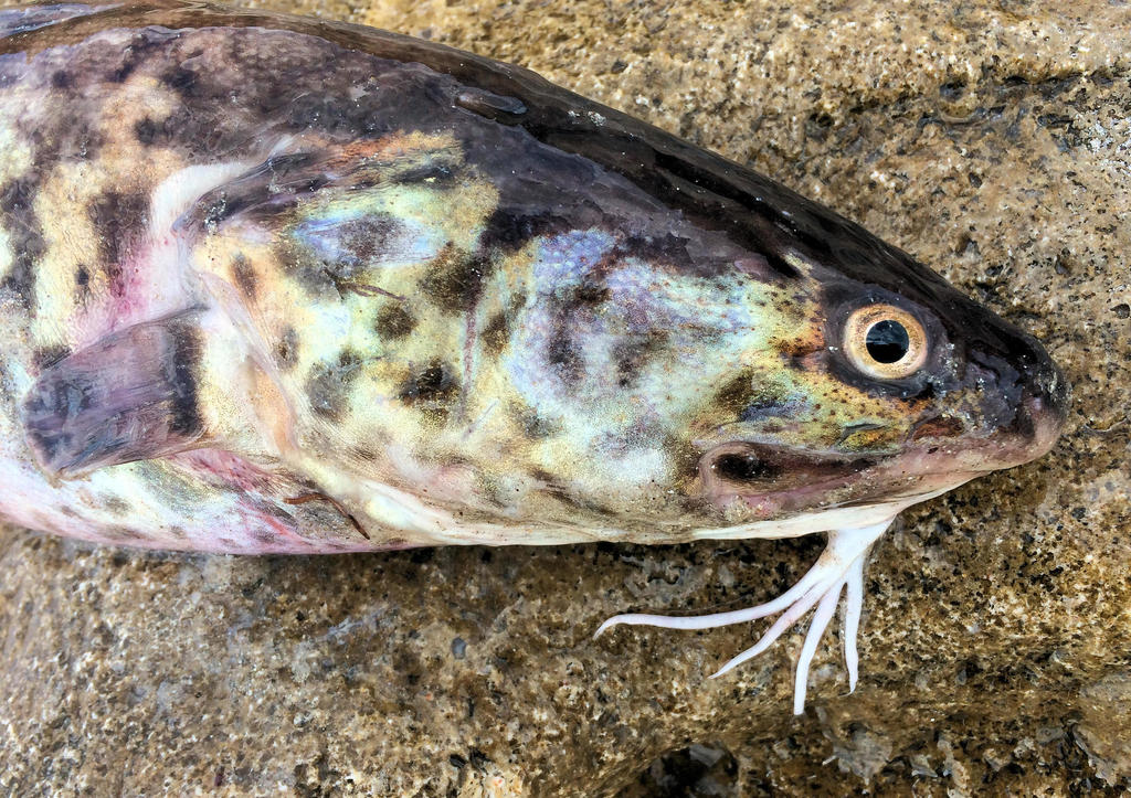 Cusk-eels (Ophidiidae) - Marine Life Identification