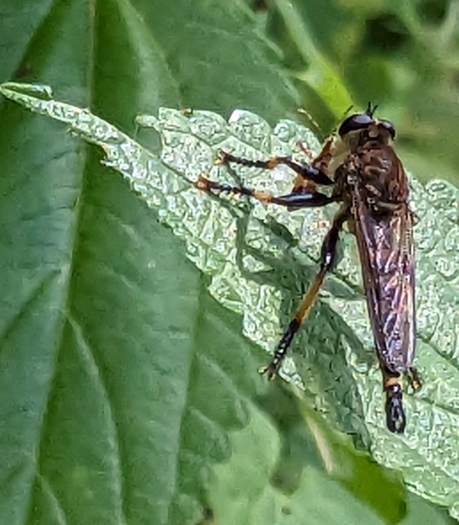 Red-footed Cannibal Fly from ABAC, GA 31794, USA on August 2, 2023 at ...