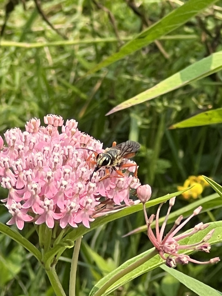 Great Golden Digger Wasp from Prairie Oaks Metro Park, Hilliard, OH, US ...
