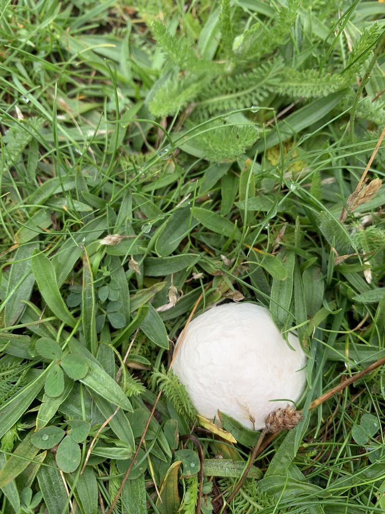 True Puffballs from East Berwickshire Ward, Eyemouth, Scotland, GB on ...