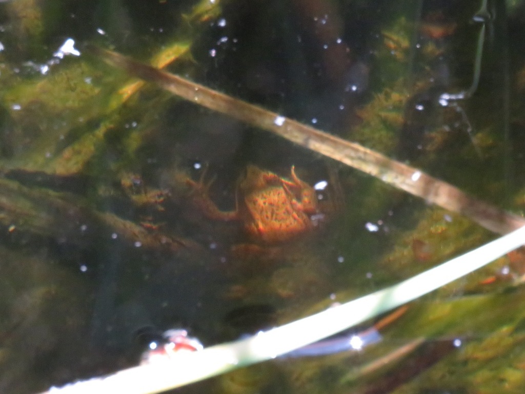 Northern Pacific Tree Frog from King County, WA, USA on June 25, 2023 ...