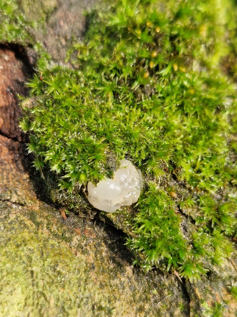 Crystal Brain Fungus from Battersea Park, London SW11 4NJ, UK on August ...