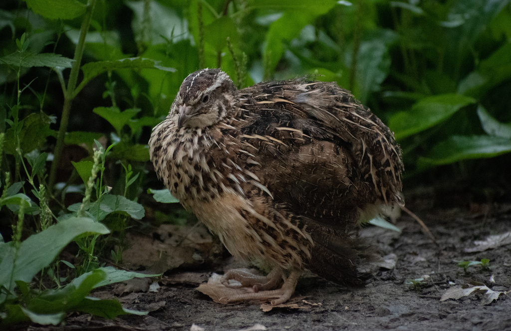 Domestic Quail from Wolfe State Wildlife Refuge, Oak Lawn, IL, US on ...