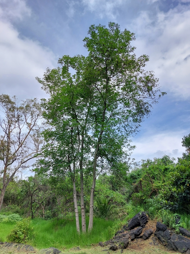 Shamel Ash from 04510 Ciudad de México, CDMX, México on August 1, 2023 ...