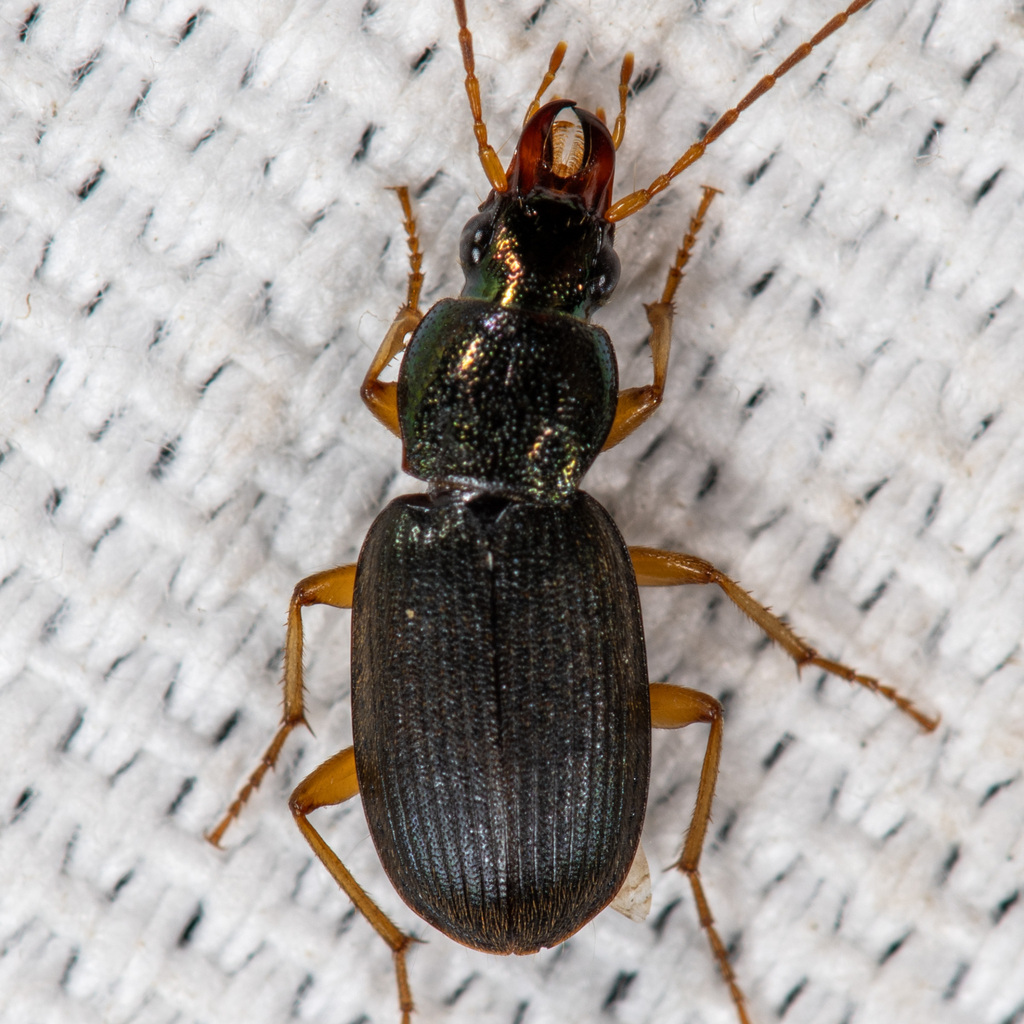 Chlaenius pusillus from Allen Acres, Vernon Parish, LA, USA on July 26 ...