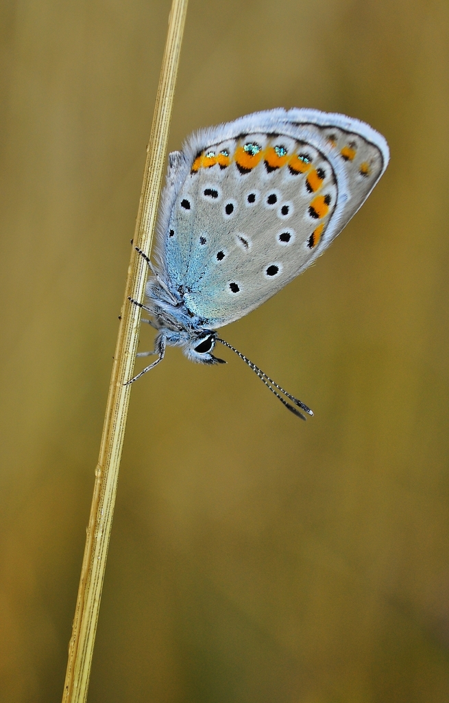 Reverdin's Blue from Wh, Teublitz, 93158 Teublitz, Deutschland on ...